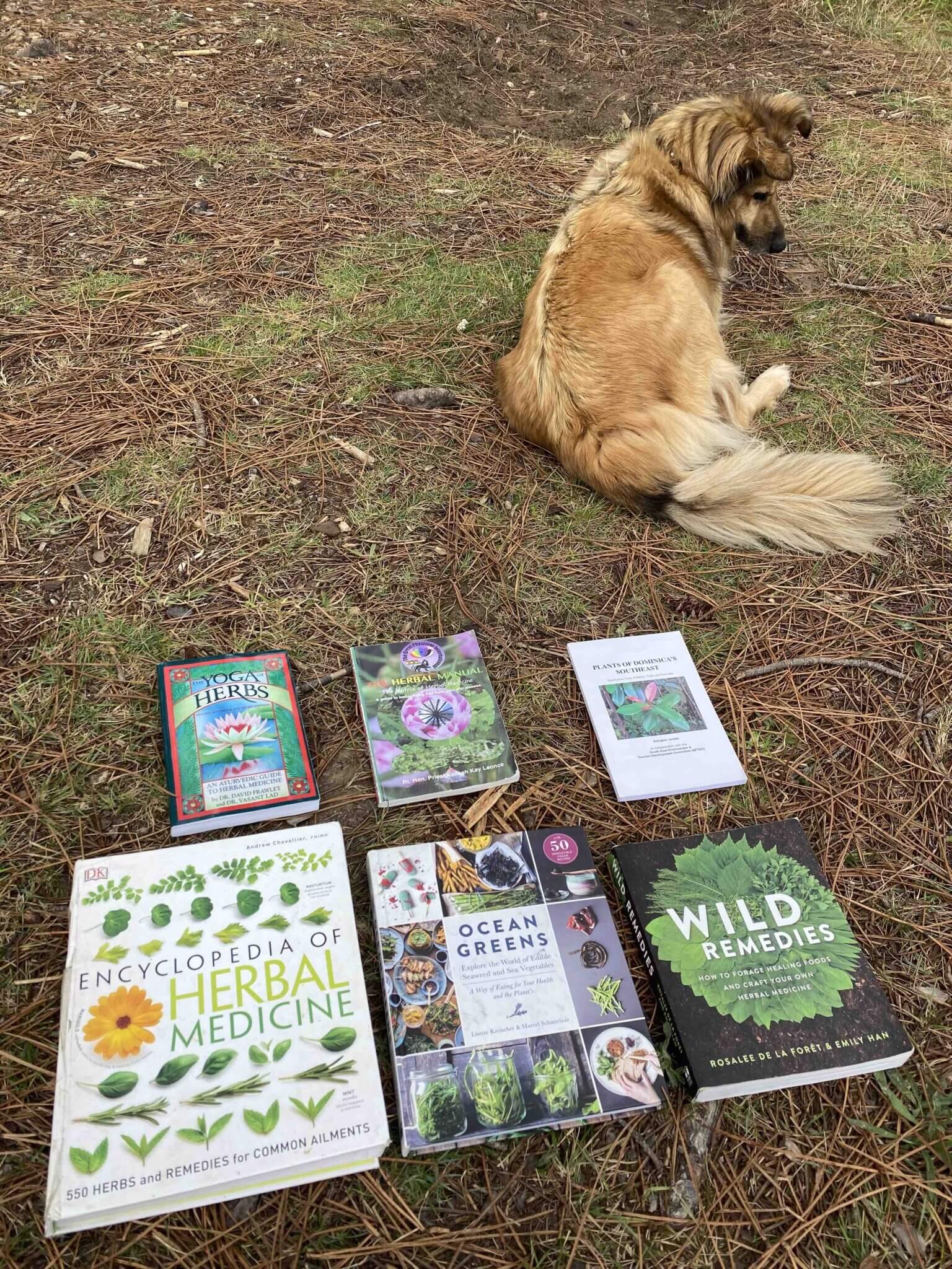 6 Tips on Foraging for Food | Journey to Self Sufficient Nomadlife ...